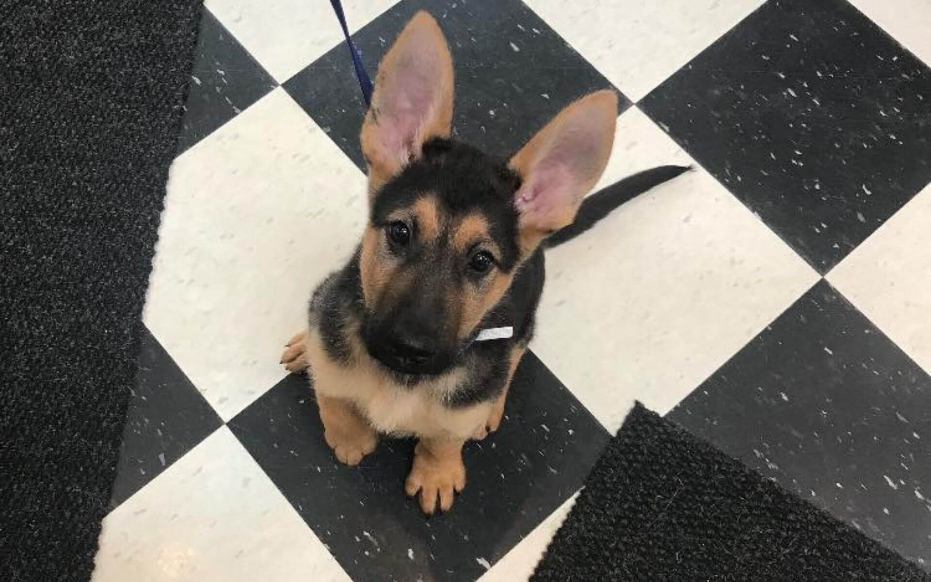 Mashpee, MA Veterinary FAQs | Leach Animal Hospital