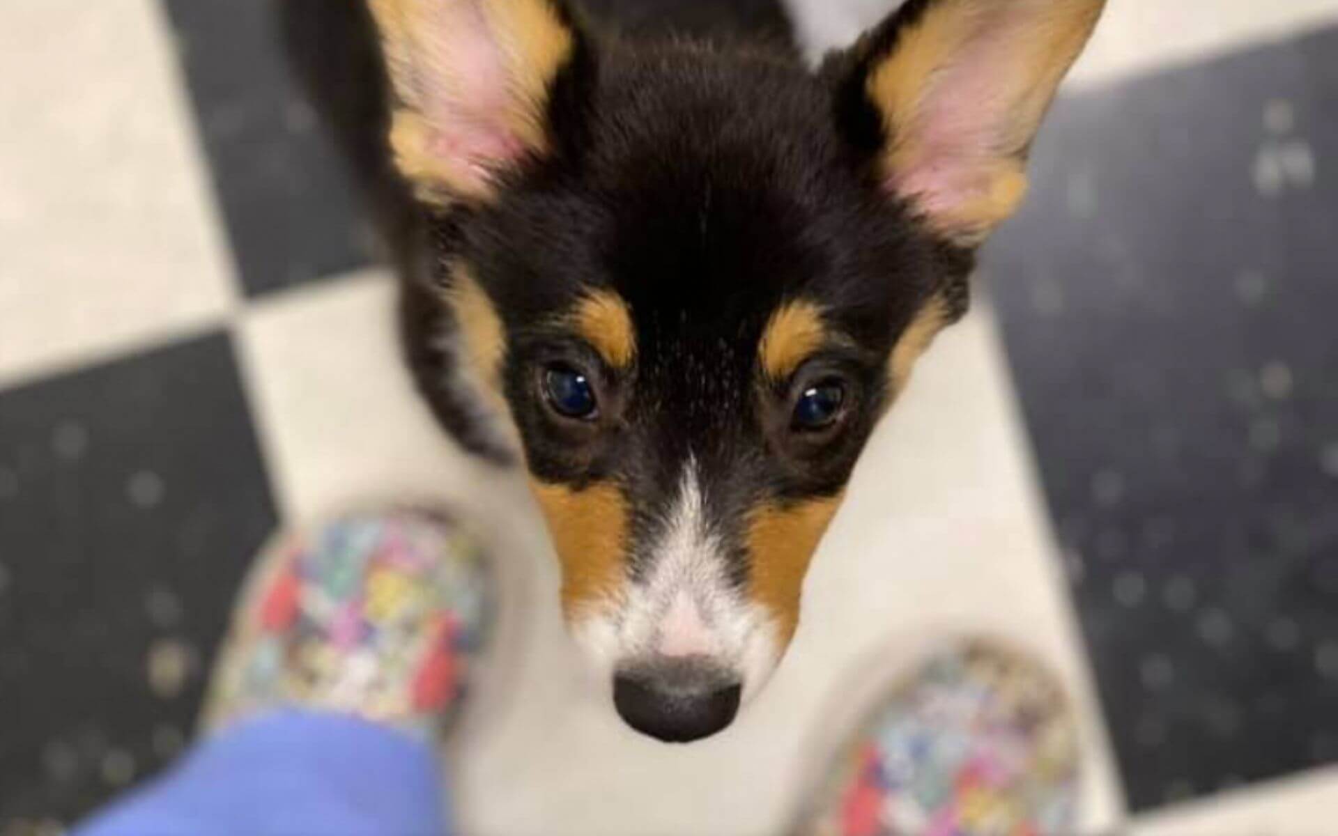 Mashpee, MA, 02649 Veterinarians | Leach Animal Hospital