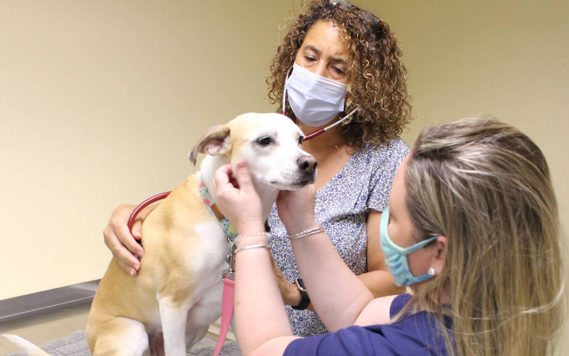 Surgery Intake Sheet Form | Leach Animal Hospital