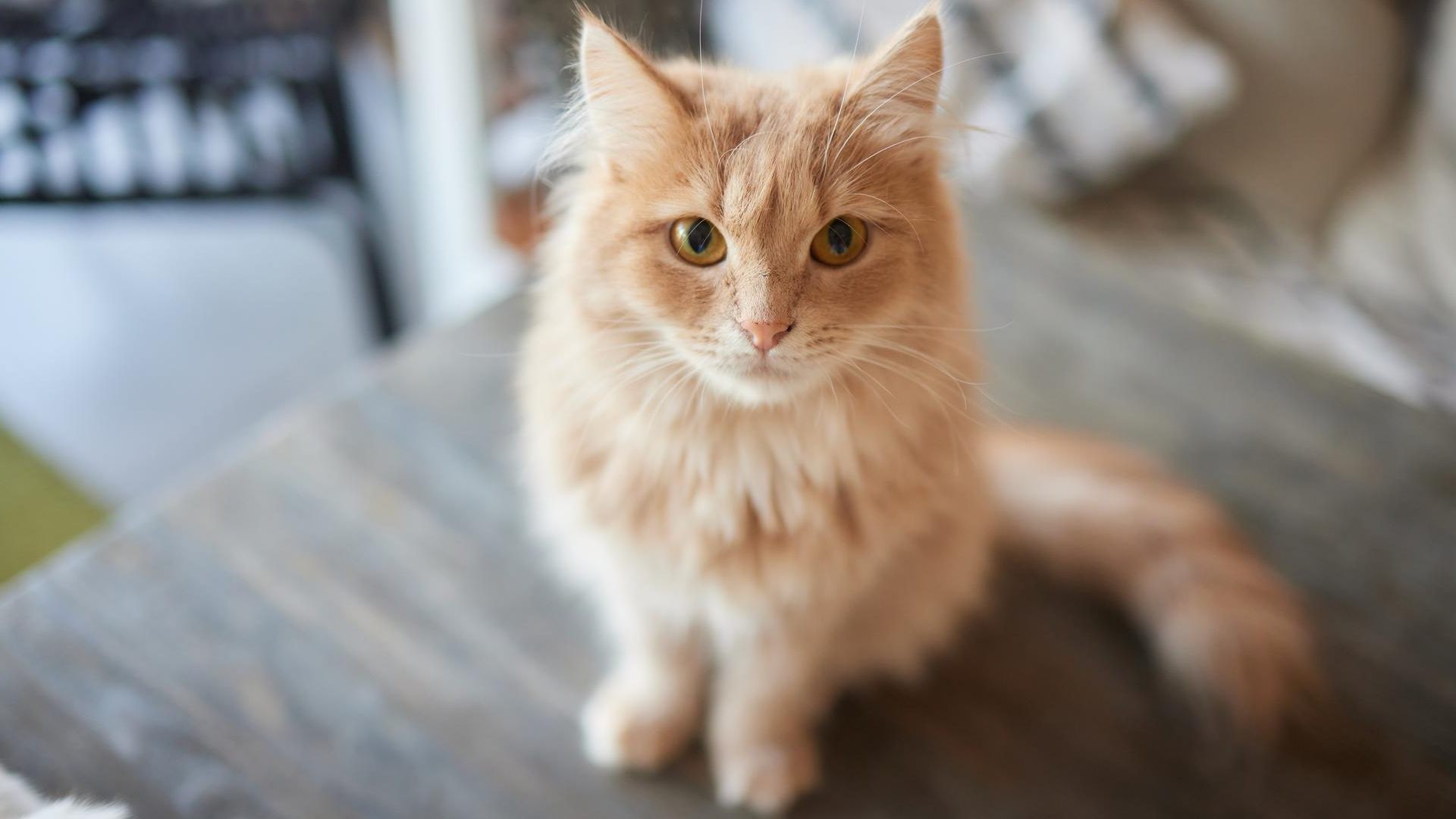 Pet Payment Plans | Leach Animal Hospital