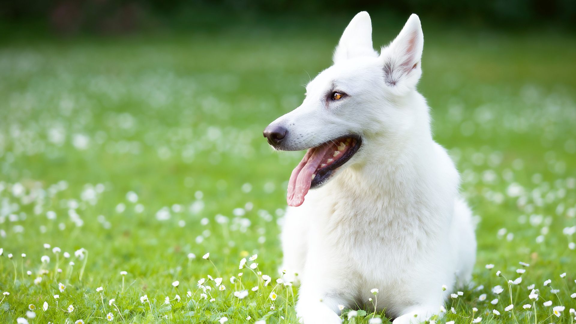 Pet Credit Cards | Leach Animal Hospital